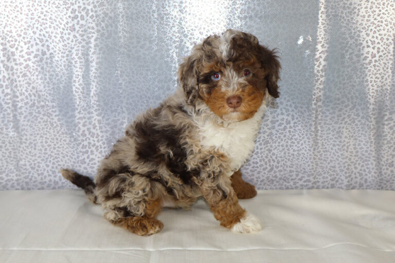 Micro Bernedoodles - Blue Diamond Family Pups