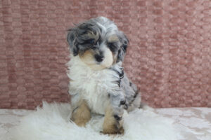 Micro Bernedoodles - Blue Diamond Family Pups