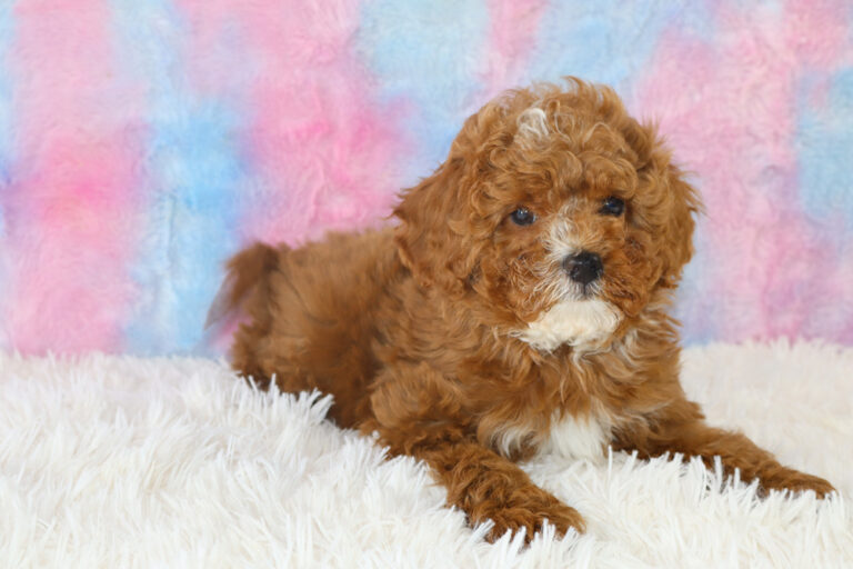 Best Designer Cavapoo Puppies for Sale | Blue Diamond Pups
