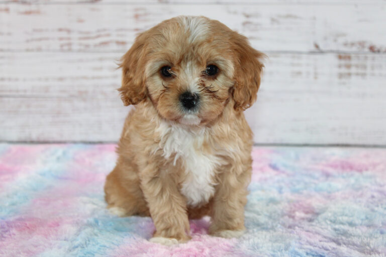 Best Designer Cavapoo Puppies for Sale | Blue Diamond Pups