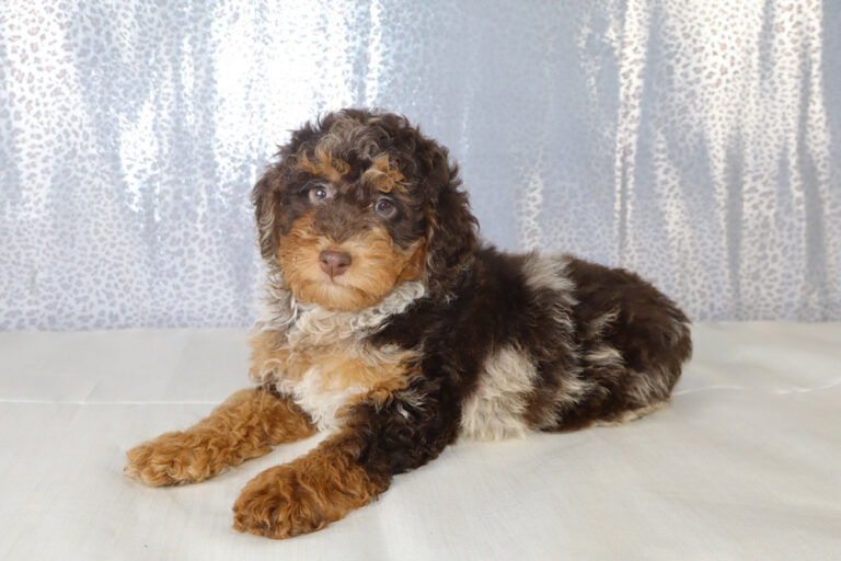 Micro Bernedoodles - Blue Diamond Family Pups