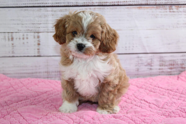 Best Designer Cavapoo Puppies for Sale | Blue Diamond Pups