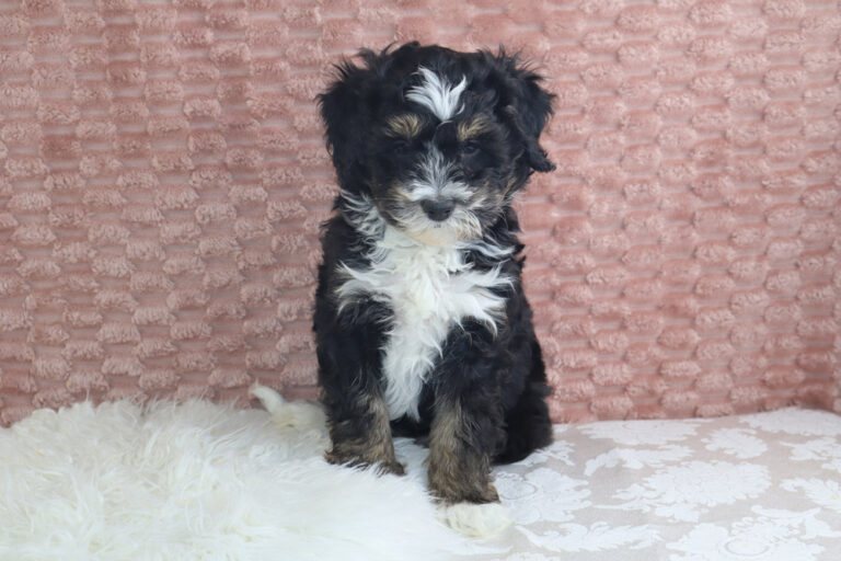 Micro Bernedoodles - Blue Diamond Family Pups