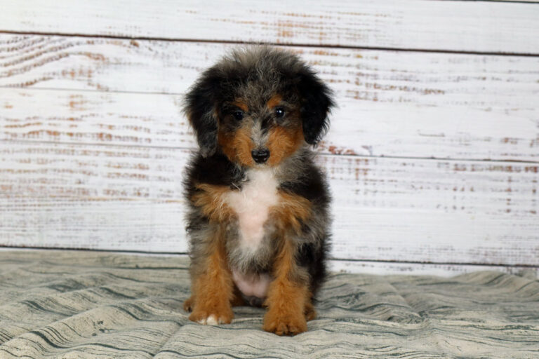 Micro Bernedoodles - Blue Diamond Family Pups