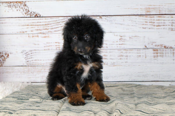 Micro Bernedoodles - Blue Diamond Family Pups