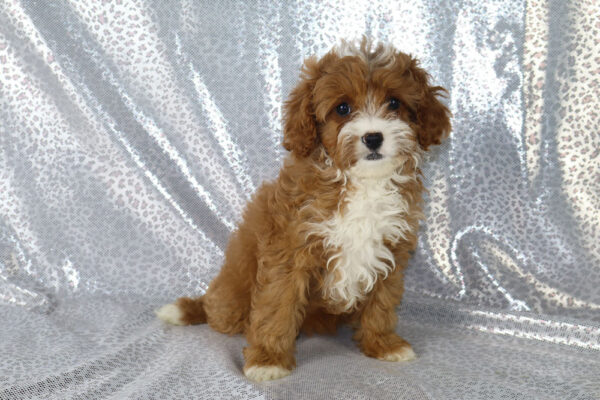 Best Designer Cavapoo Puppies for Sale | Blue Diamond Pups