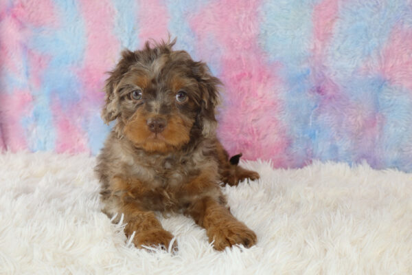 Best Designer Cavapoo Puppies for Sale | Blue Diamond Pups