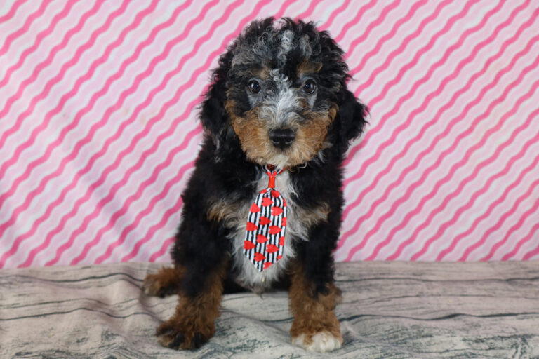 Micro Bernedoodles - Blue Diamond Family Pups