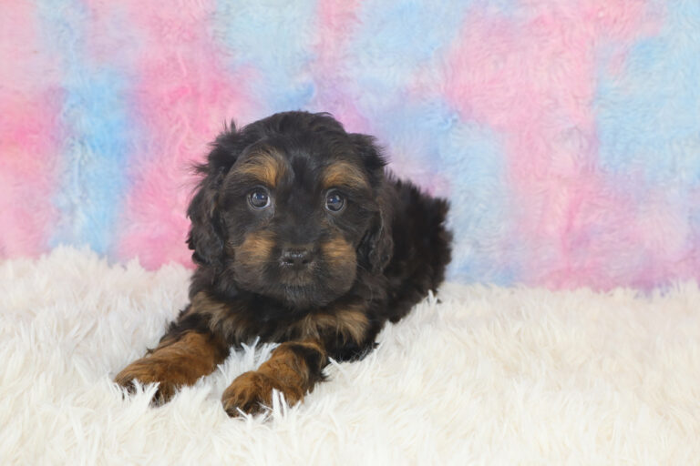 Best Designer Cavapoo Puppies for Sale | Blue Diamond Pups