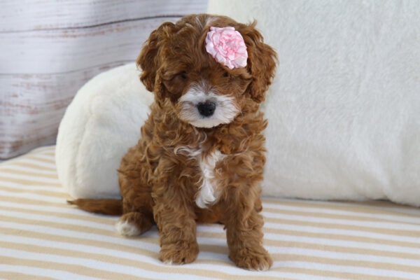 Best Designer Cavapoo Puppies for Sale | Blue Diamond Pups