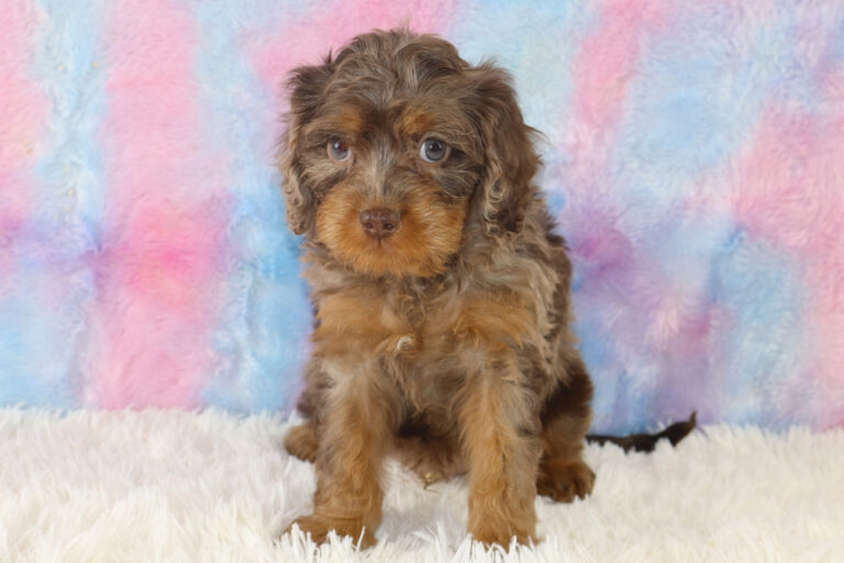 Best Designer Cavapoo Puppies for Sale | Blue Diamond Pups