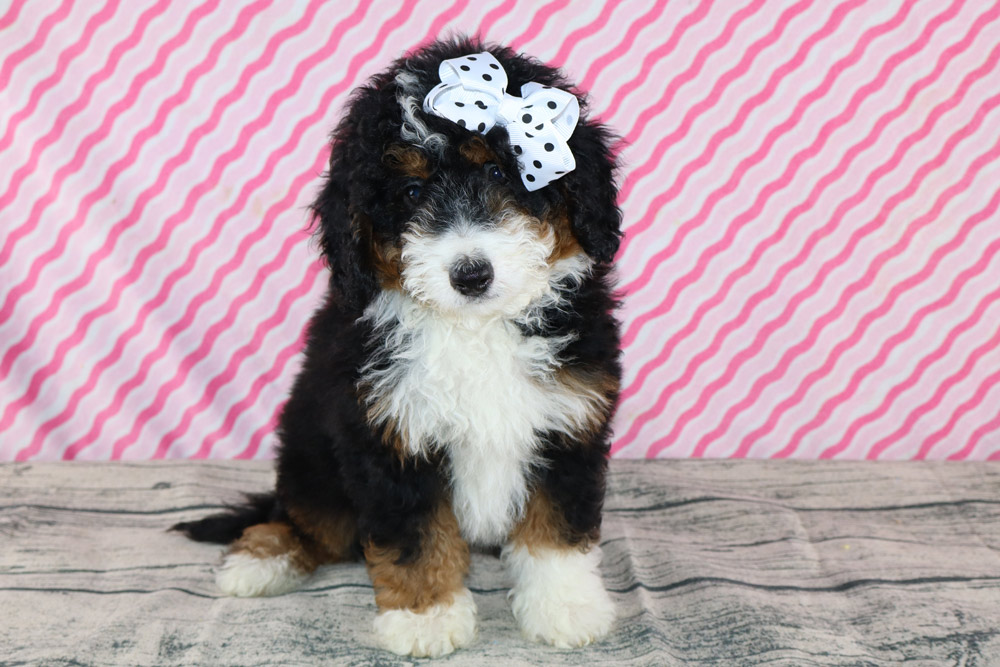 Micro Bernedoodles - Blue Diamond Family Pups