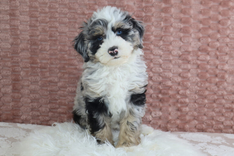 Micro Bernedoodles - Blue Diamond Family Pups