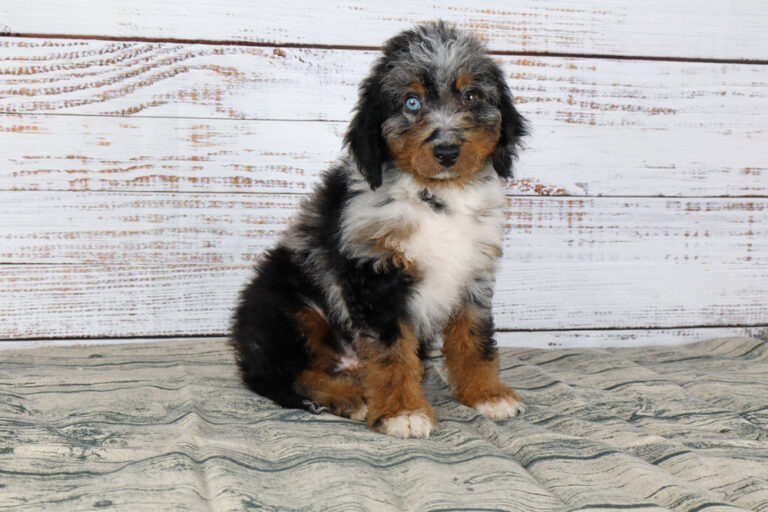 Micro Bernedoodles - Blue Diamond Family Pups