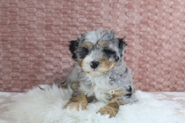 Micro Bernedoodles - Blue Diamond Family Pups
