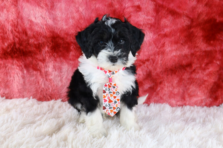 Micro Bernedoodles - Blue Diamond Family Pups