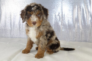 Micro Bernedoodles - Blue Diamond Family Pups