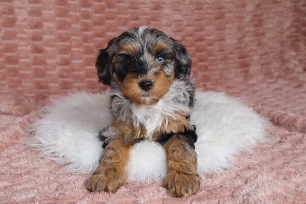 Micro Bernedoodles - Blue Diamond Family Pups