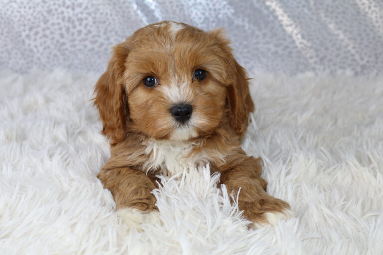 Best Designer Cavapoo Puppies for Sale | Blue Diamond Pups