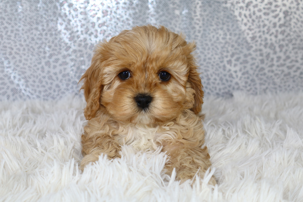 Bailey - Blue Diamond Family Pups