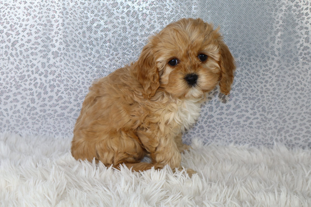 Bailey - Blue Diamond Family Pups