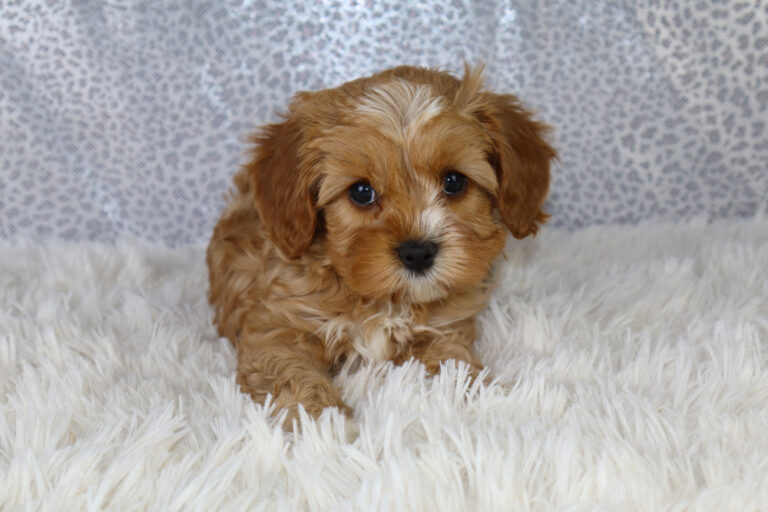 Best Designer Cavapoo Puppies for Sale | Blue Diamond Pups