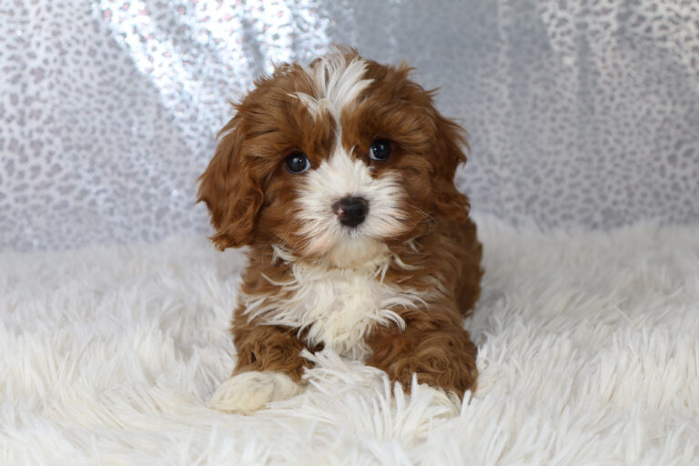Best Designer Cavapoo Puppies for Sale | Blue Diamond Pups