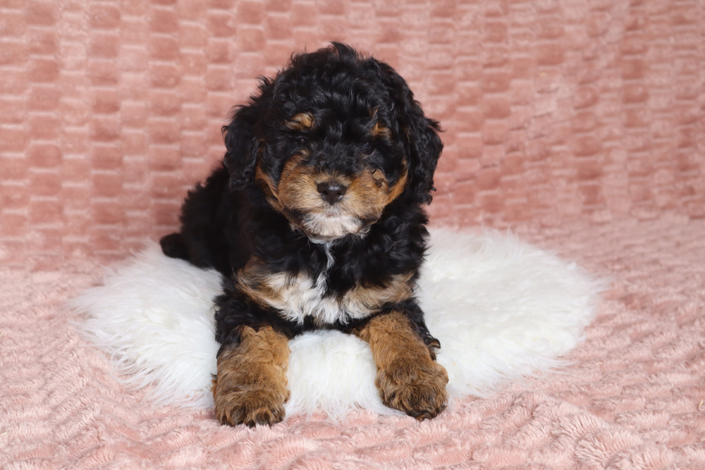 Micro Bernedoodles - Blue Diamond Family Pups