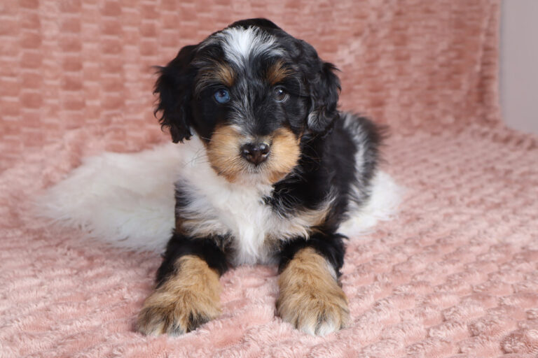 Micro Bernedoodles - Blue Diamond Family Pups