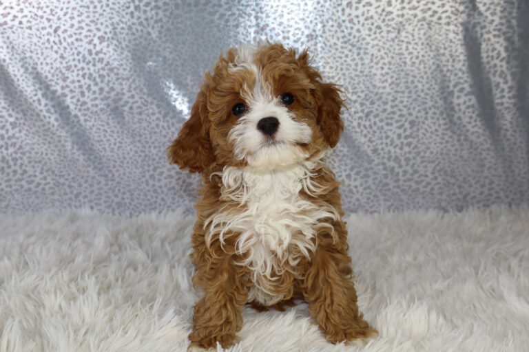 Best Designer Cavapoo Puppies for Sale | Blue Diamond Pups