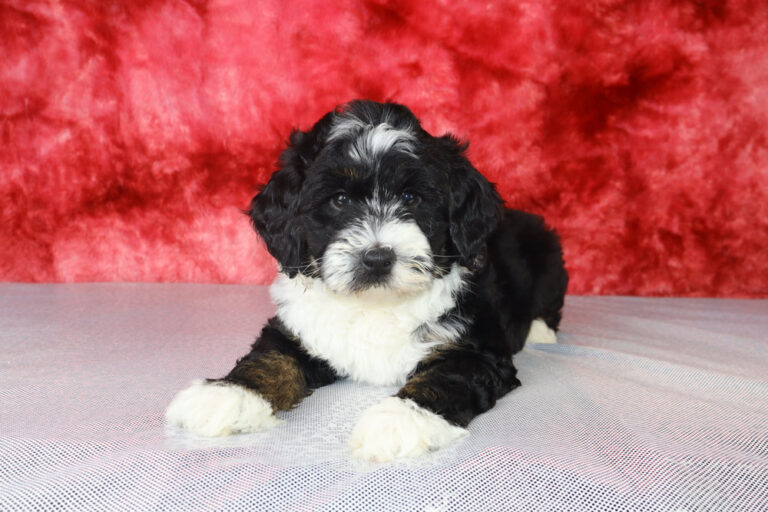 Micro Bernedoodles - Blue Diamond Family Pups