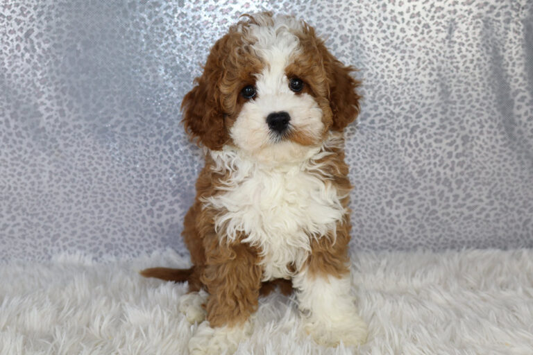 Best Designer Cavapoo Puppies for Sale | Blue Diamond Pups