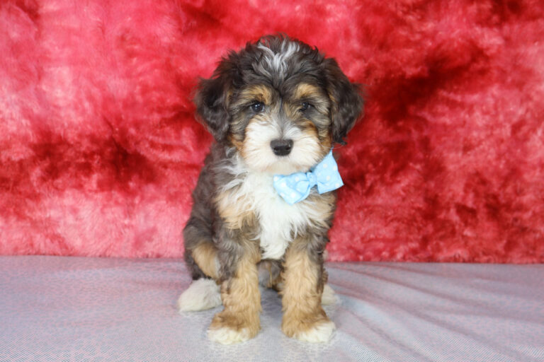 Designer Puppies for Sale - Blue Diamond Family Pups