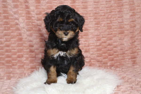 Micro Bernedoodles - Blue Diamond Family Pups