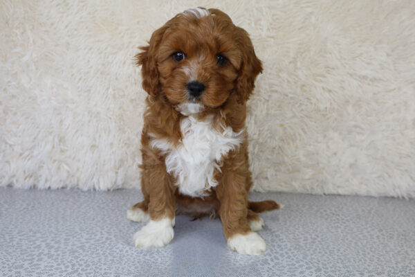 Best Designer Cavapoo Puppies for Sale | Blue Diamond Pups