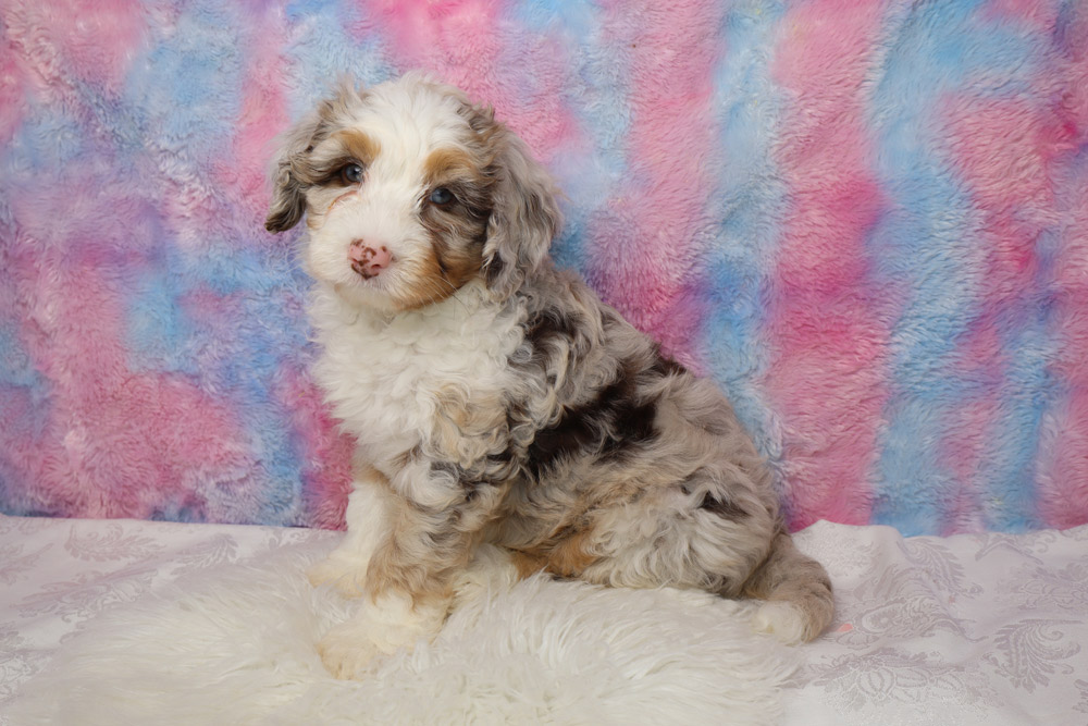 Maverick - Blue Diamond Family Pups