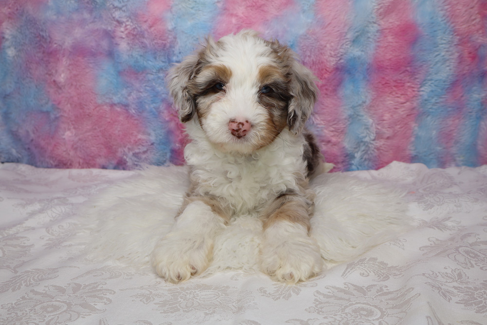 Maverick - Blue Diamond Family Pups