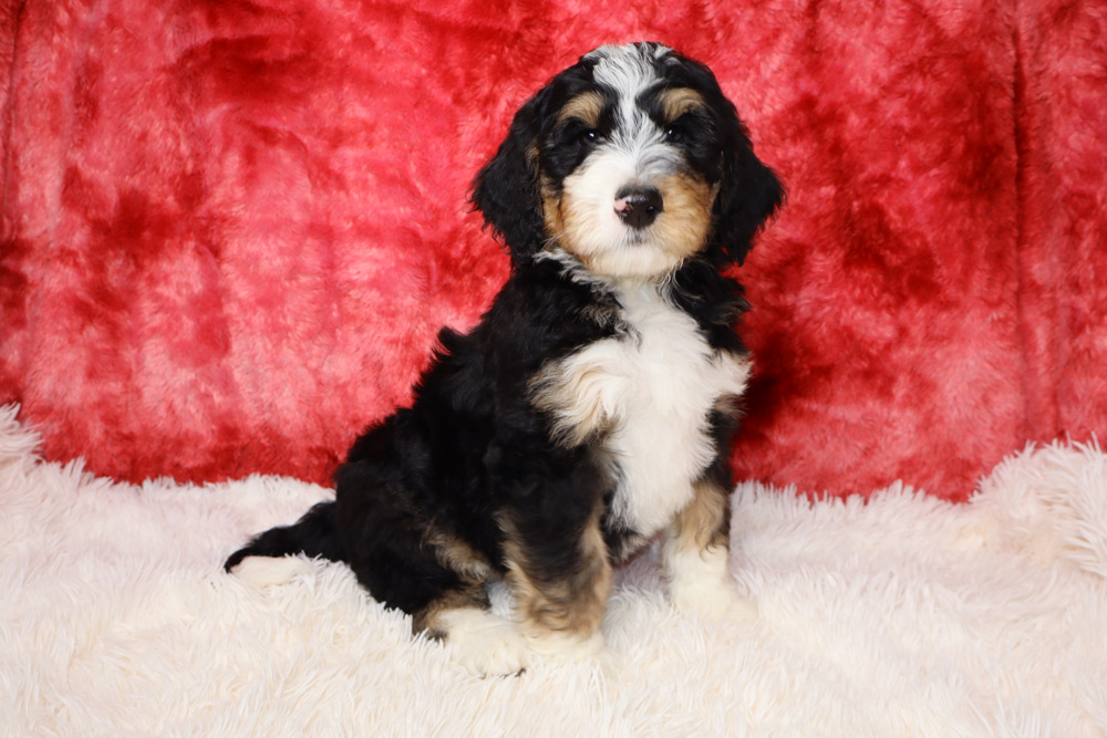 Chester - Blue Diamond Family Pups