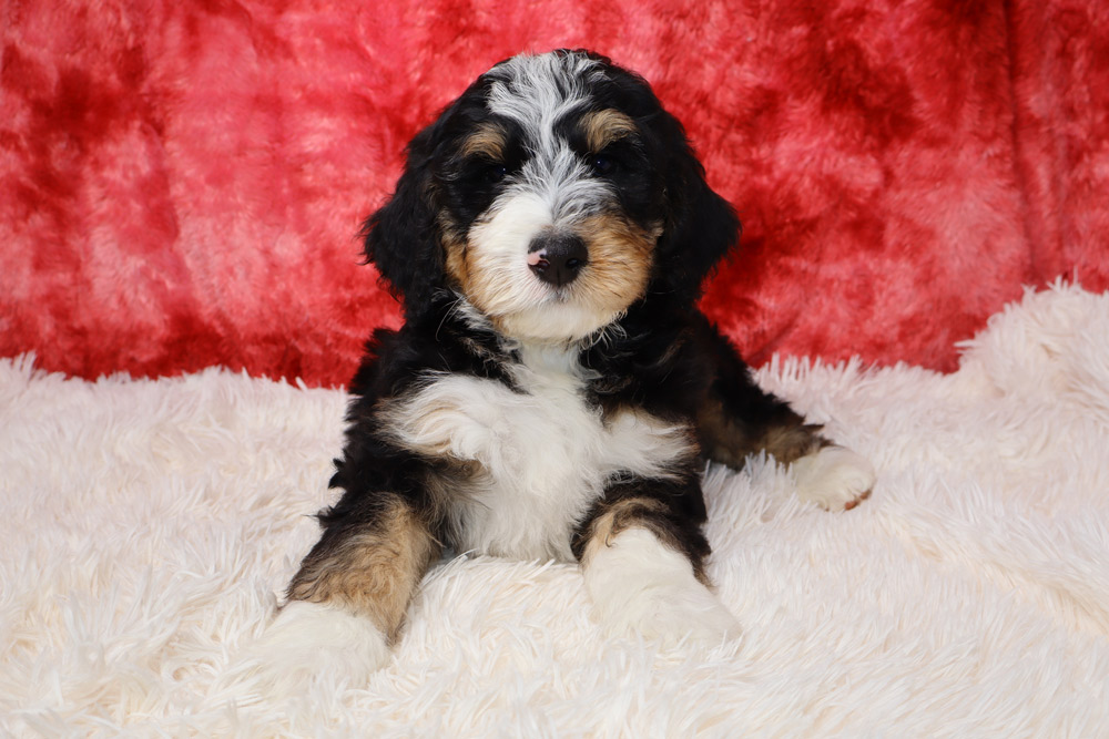 Chester - Blue Diamond Family Pups
