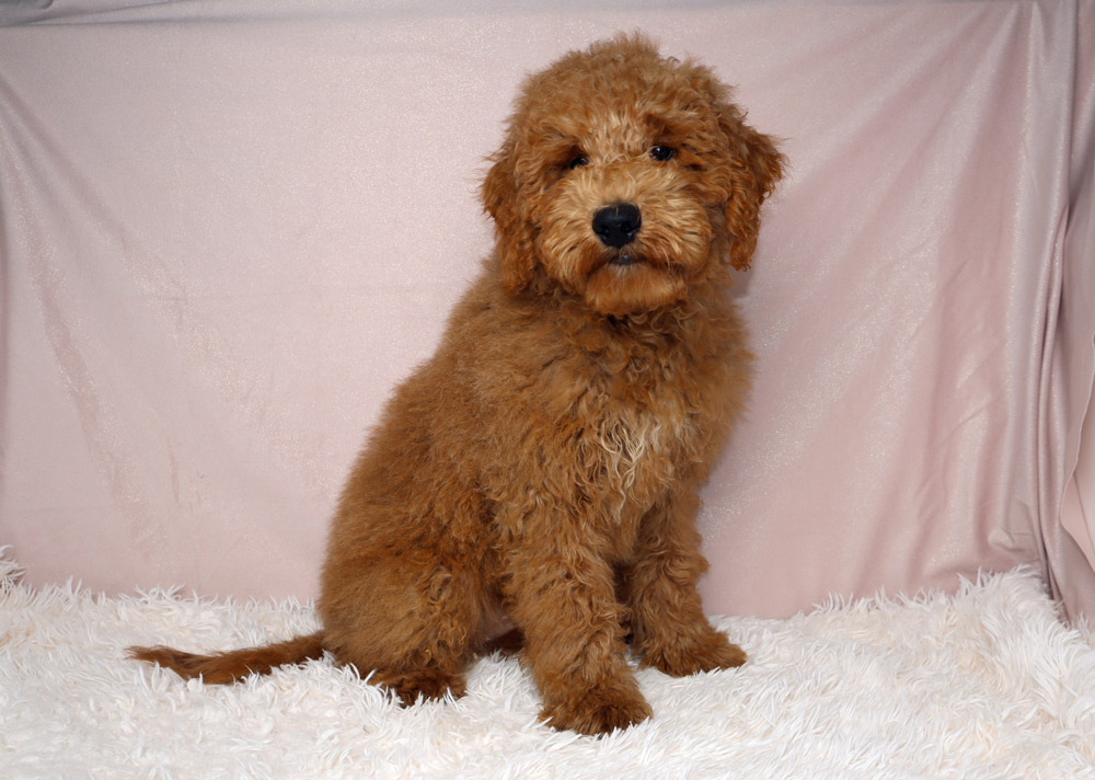 Chad - Blue Diamond Family Pups