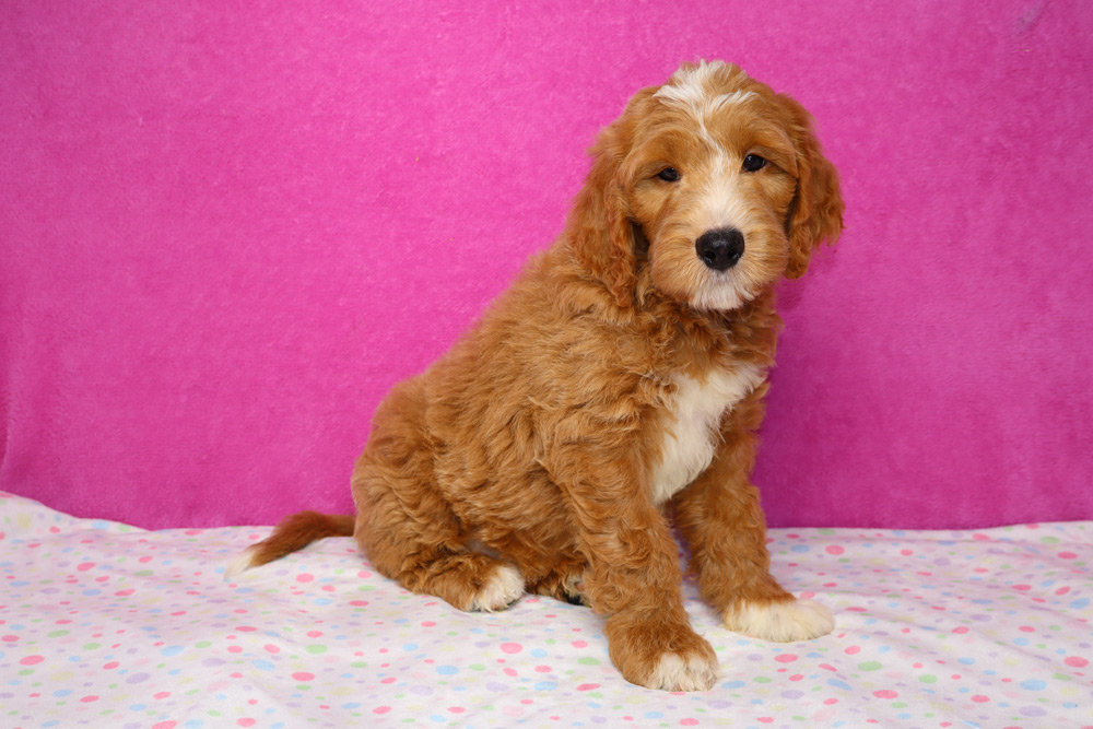 Conner - Blue Diamond Family Pups