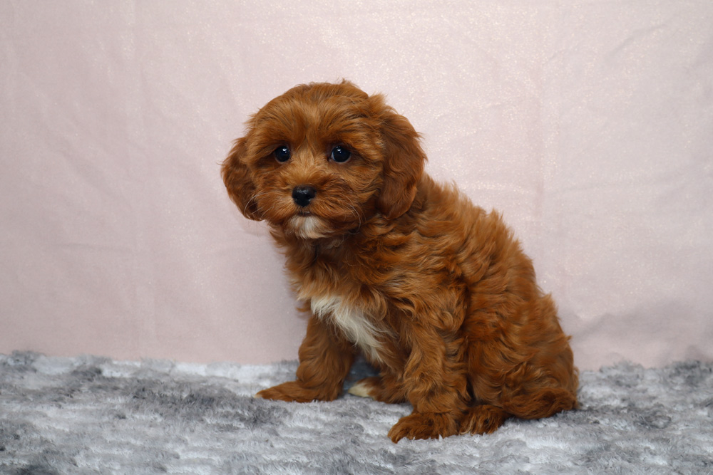 Crystal - Blue Diamond Family Pups