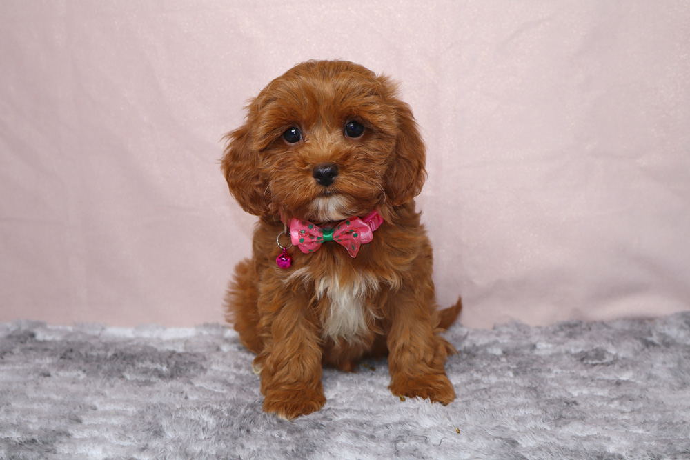 Crystal - Blue Diamond Family Pups