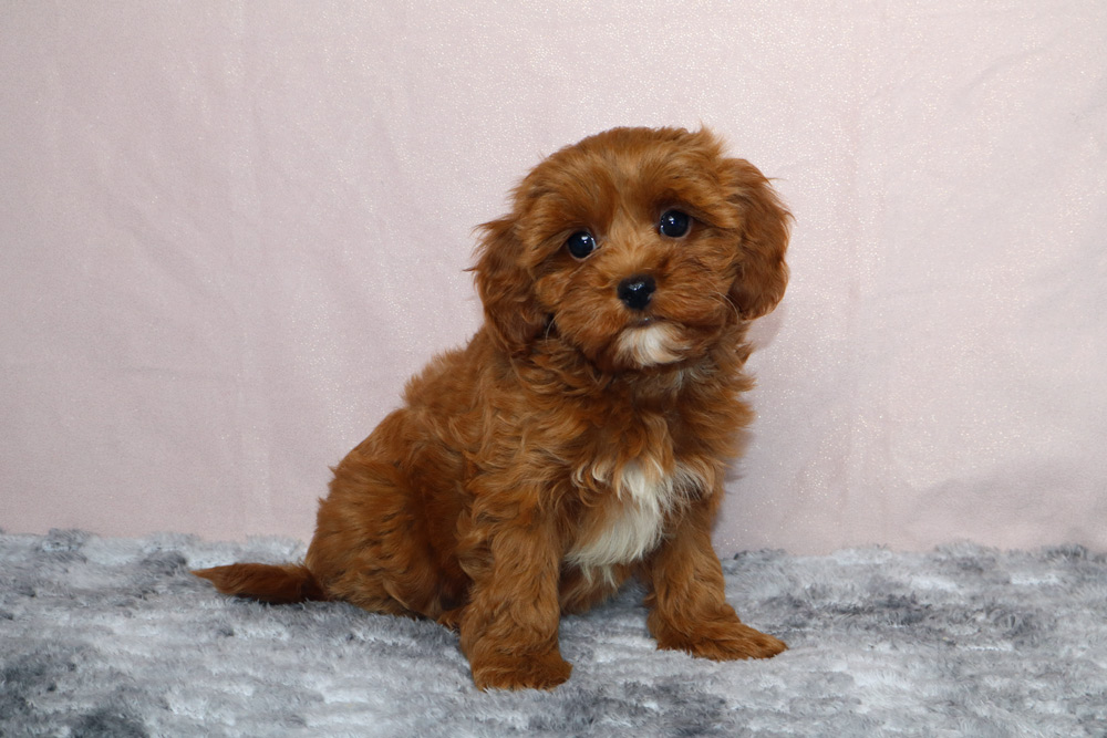 Crystal - Blue Diamond Family Pups