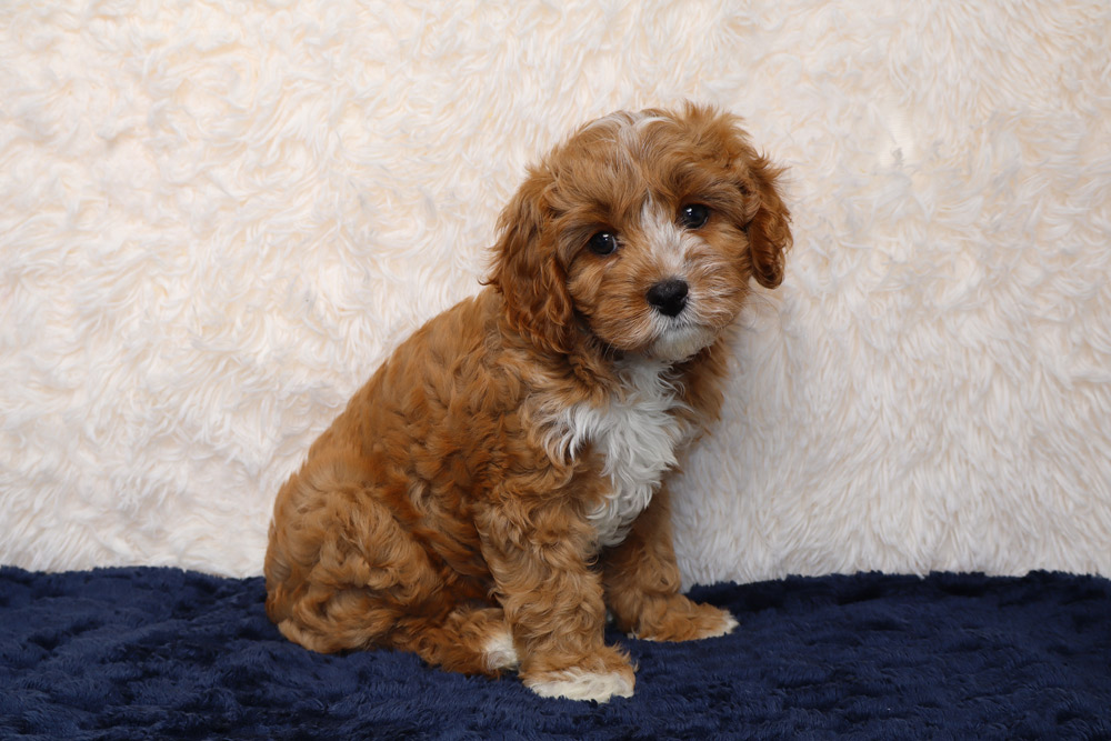 Jace - Blue Diamond Family Pups