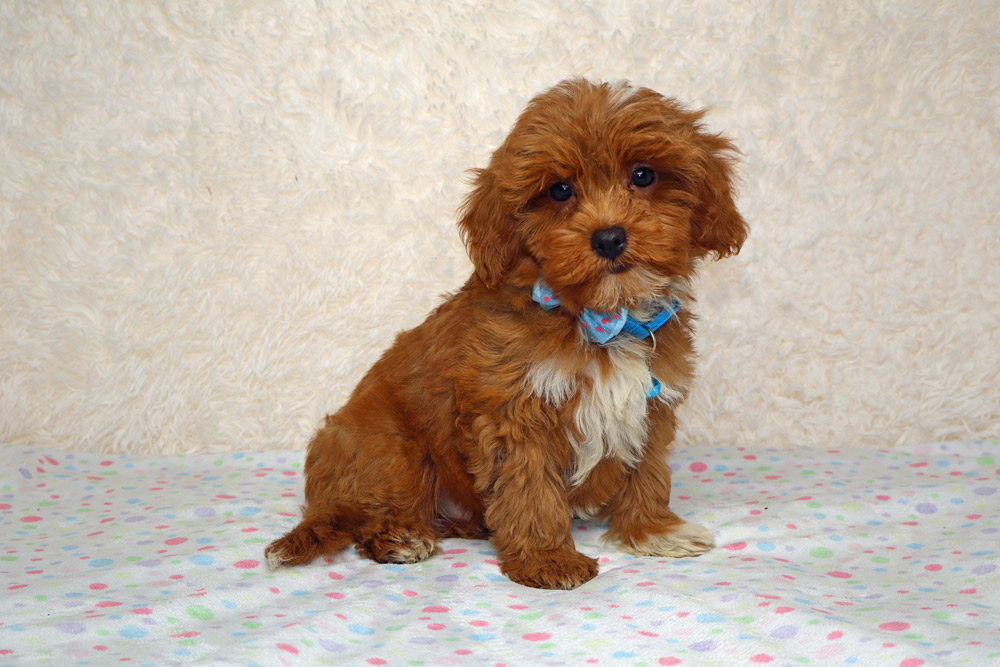 Ozzy - Blue Diamond Family Pups