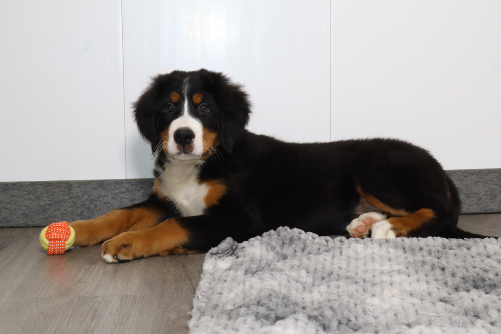 Colby - Blue Diamond Family Pups