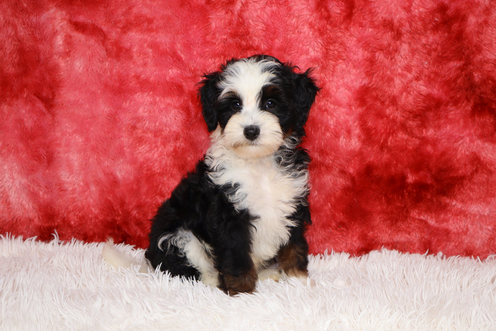 Micro Bernedoodles - Blue Diamond Family Pups
