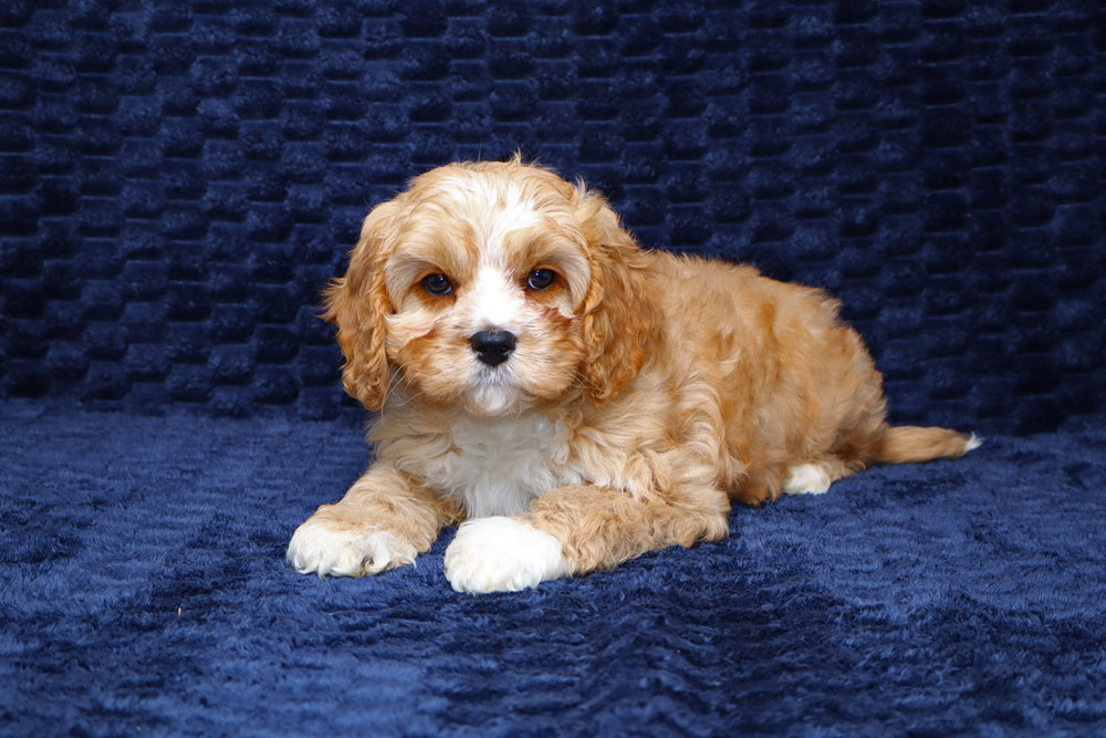 Best Designer Cavapoo Puppies for Sale | Blue Diamond Pups