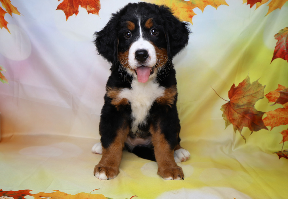 Candy - Blue Diamond Family Pups